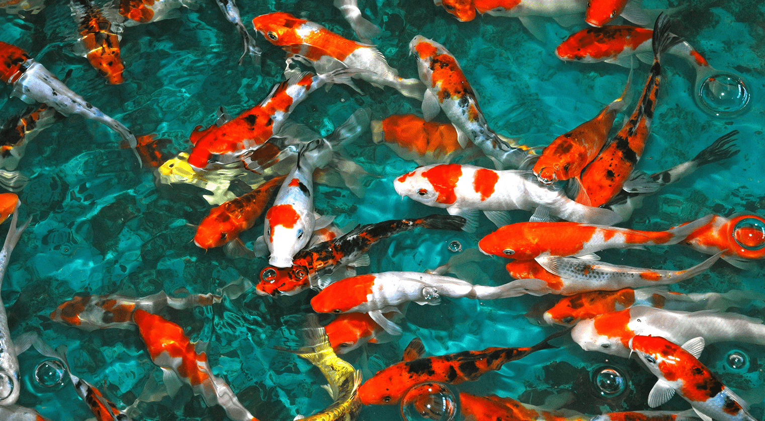 De juiste vissen uit de vijver met jouw HR-campagne